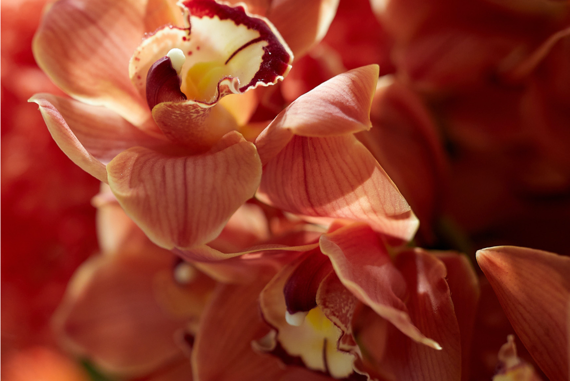 Spring Summer Collection | Flower Show | David Jones