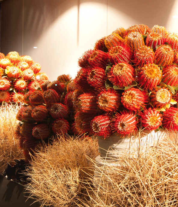 David Jones Spring Flower Show