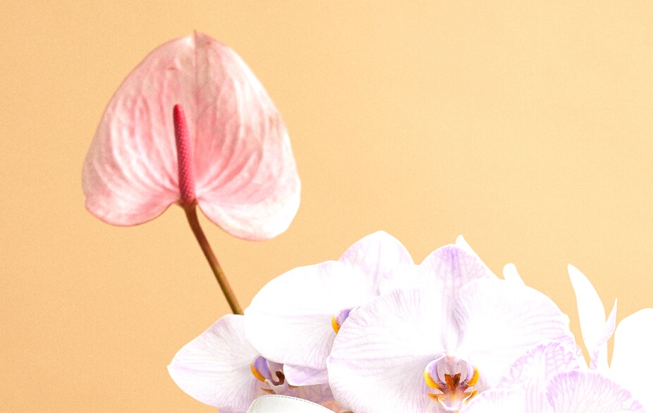 David Jones Spring Flower Show