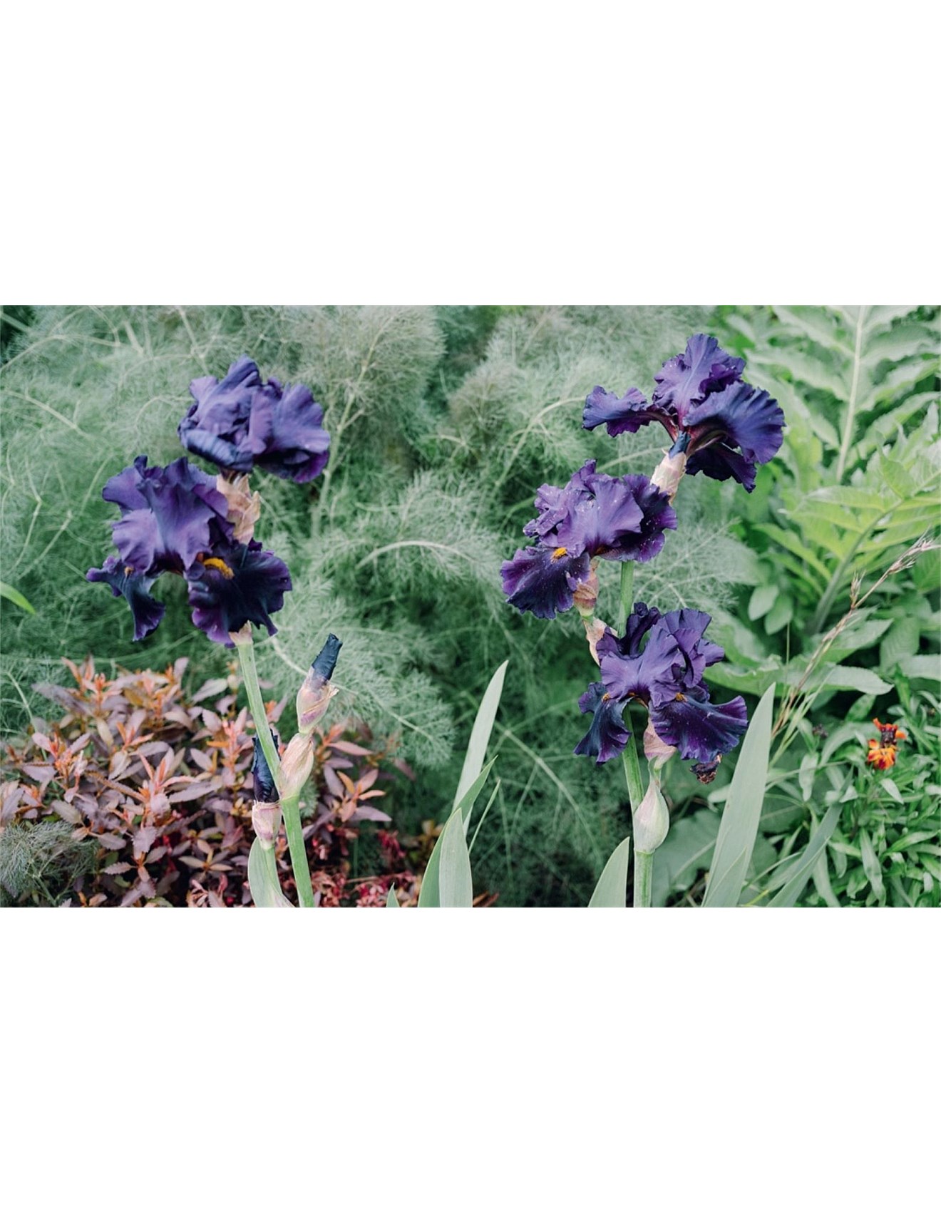 Thames and Hudson Super Bloom: A Field Guide To Flowers For Every ...