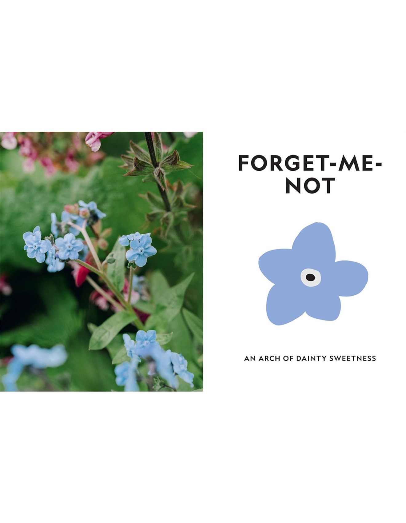 Thames and Hudson Super Bloom: A Field Guide To Flowers For Every ...