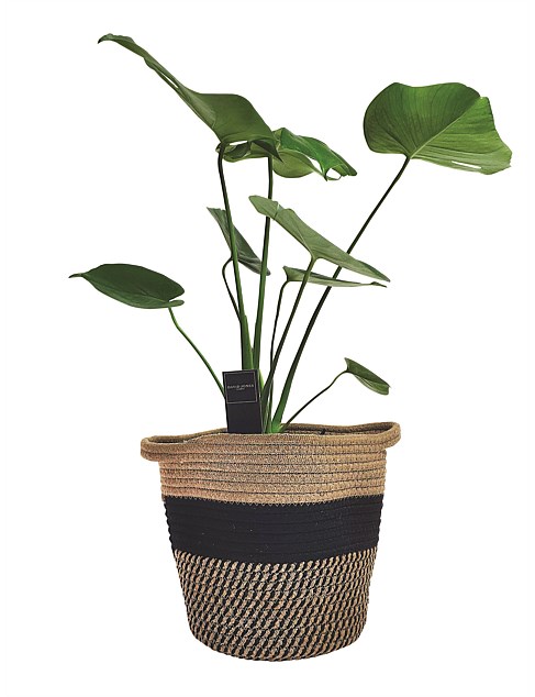 David Jones Monsteria Basket | David Jones