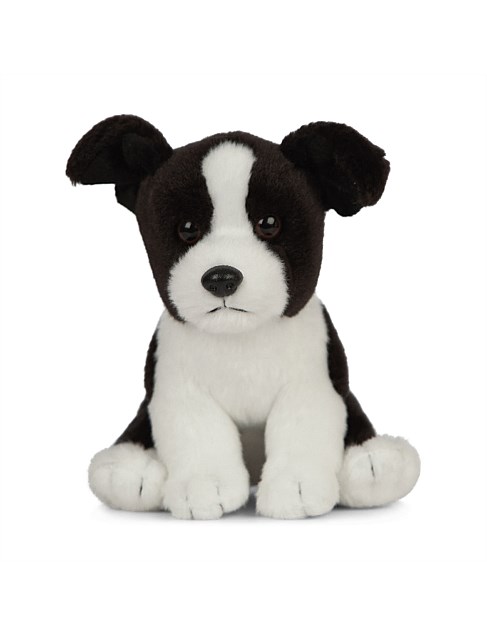 Living Nature Border Collie Puppy | David Jones