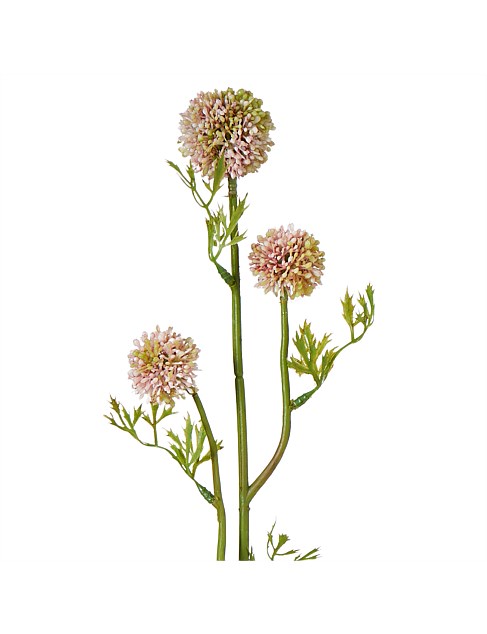 Rogue Mini Allium Stem | David Jones