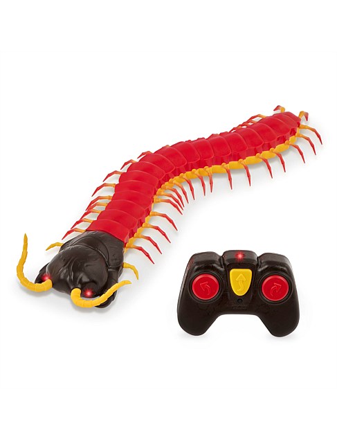 Terra Remote Control Centipede : Giant Scolopendra | David Jones